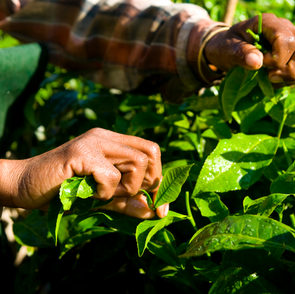 Basilur Tea Sri Lanka- Premium Ceylon Tea